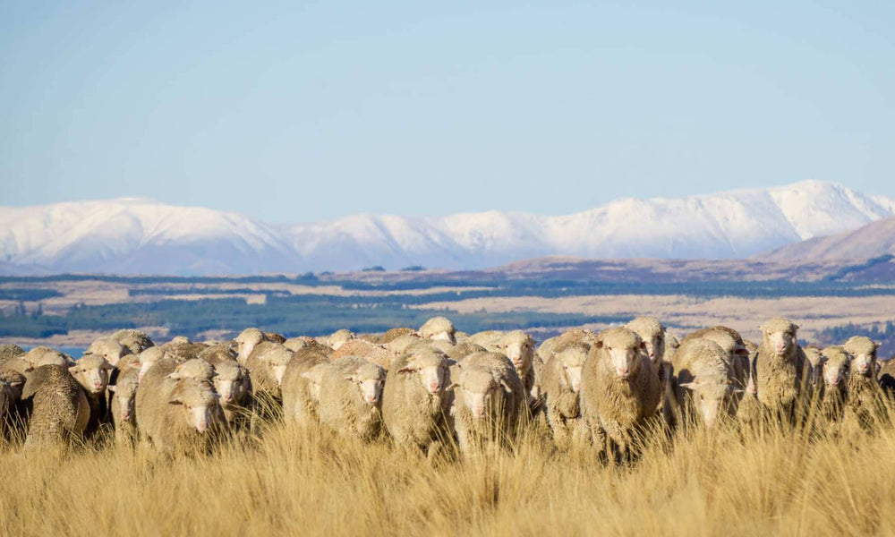 Which Is Better: Wool Or Merino Wool?: – Neem London