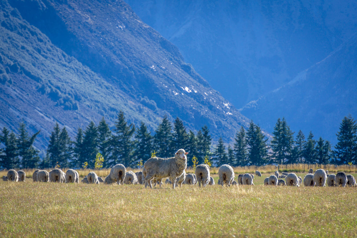ZQ Merino Wool – Neem London