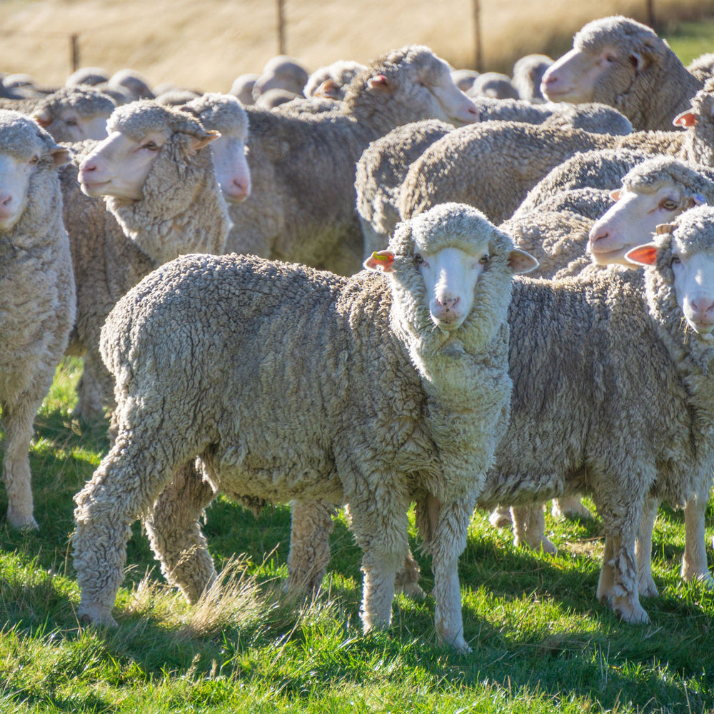 ZQ Merino Wool – Neem London